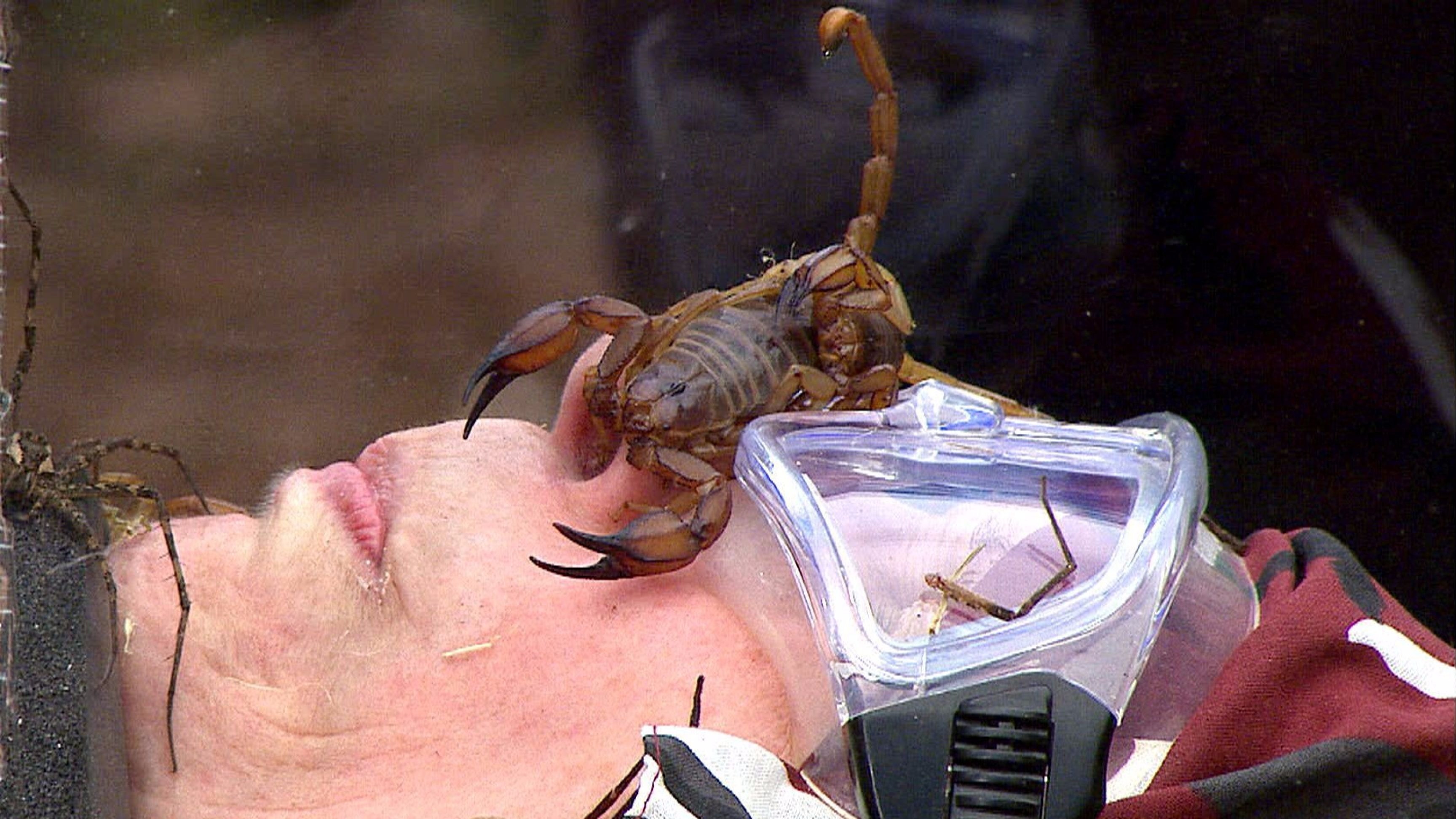 The big critter quiz | I'm A Celebrity Get Me Out Of Here