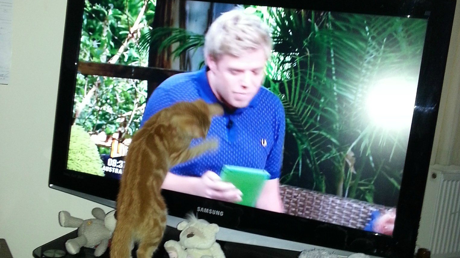 Can you do better than these jungle pets? | I'm A Celebrity Get Me Out ...