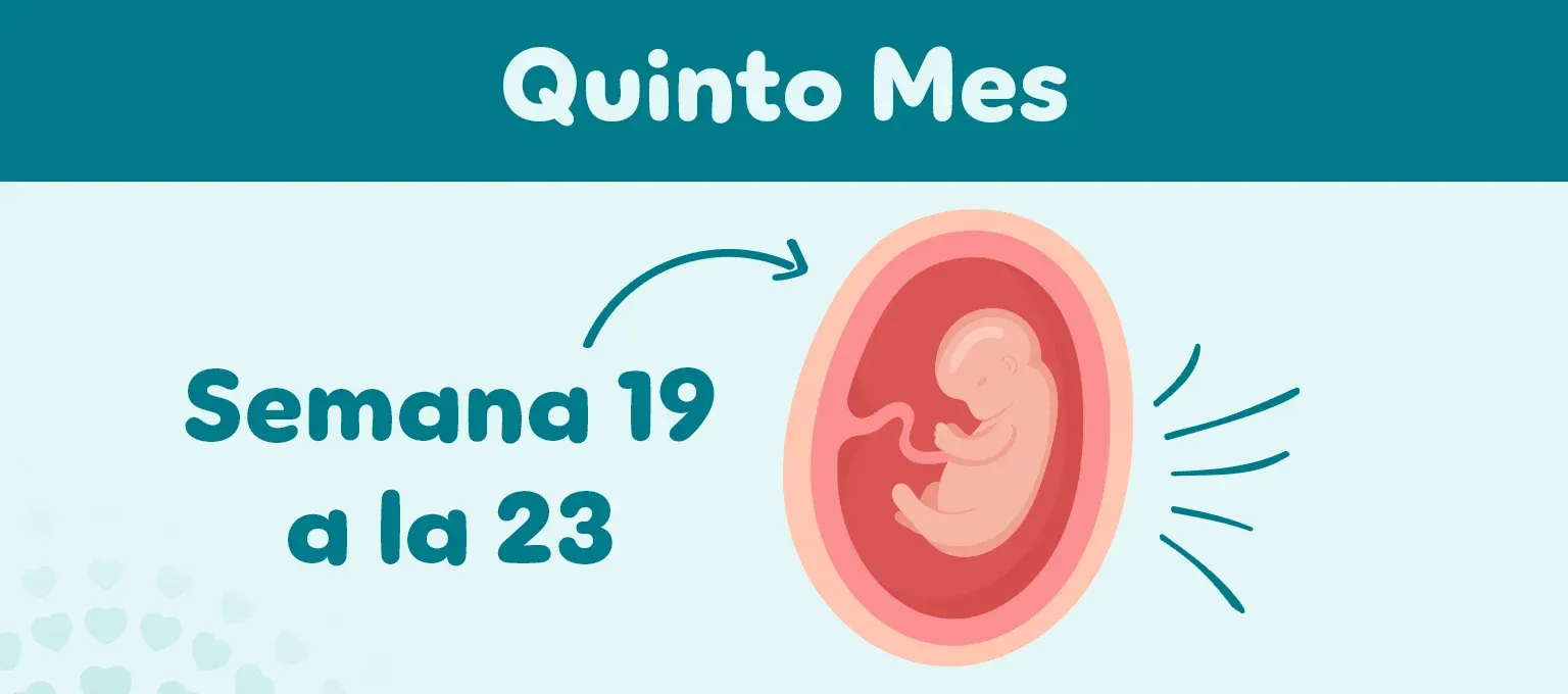 5 meses de embarazo: síntomas y desarrollo del feto | Pampers® Latam