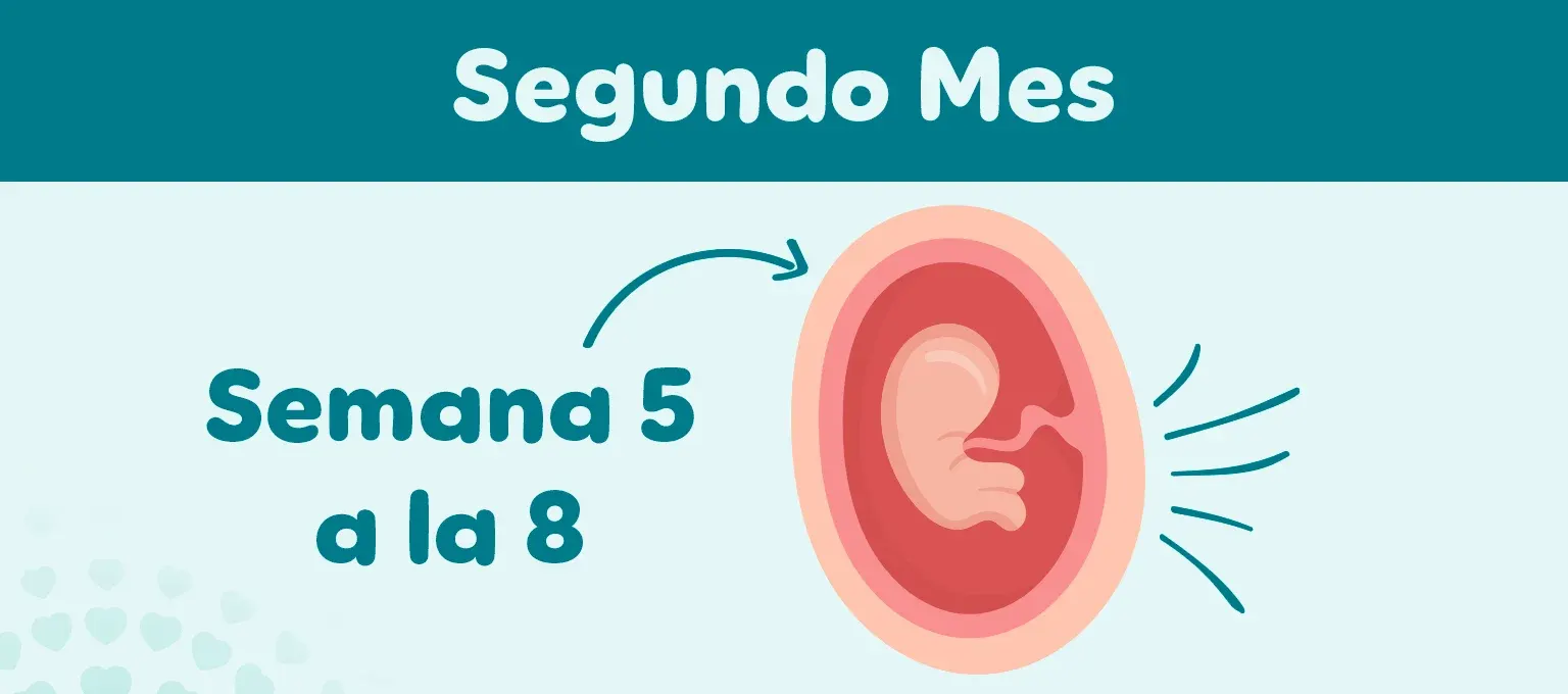 Calendario de Embarazo: segundo mes | Pampers® Latam