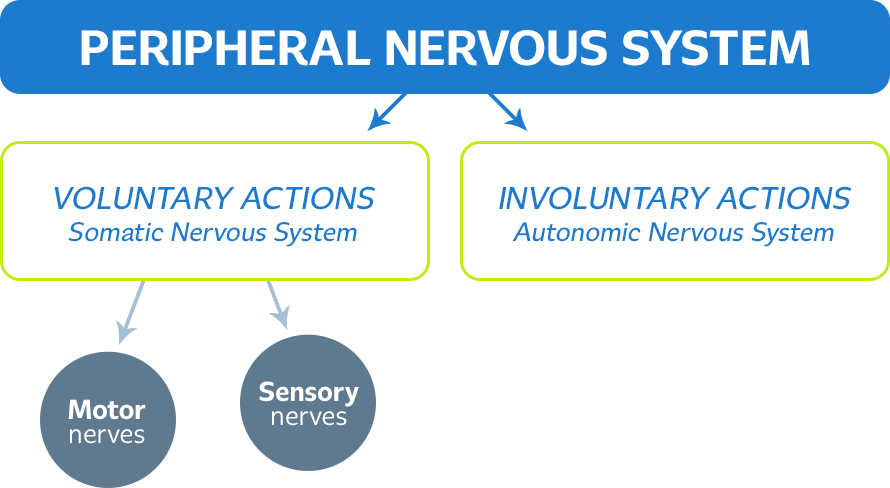 nervous system action