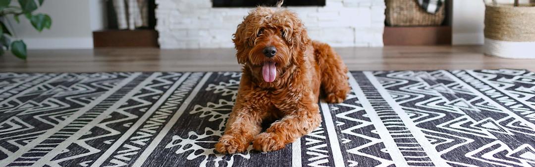 Best Rugs For Dogs: Pet Friendly Rugs And Dog Rugs | Pet Friendly Area ...