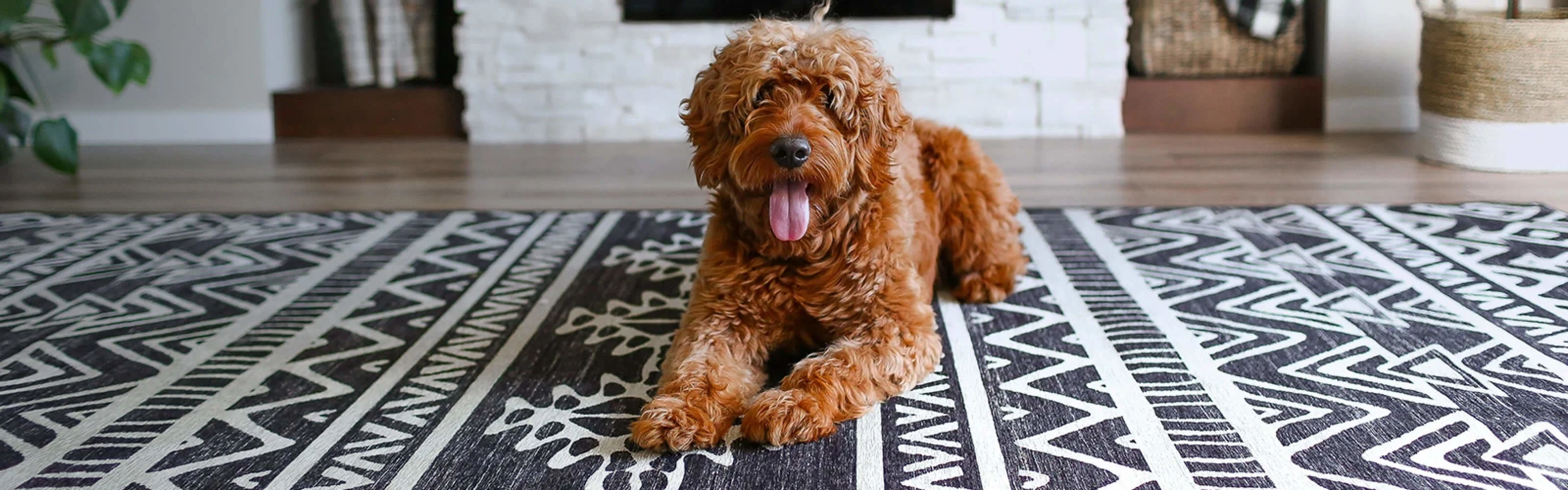 Best Rugs For Dogs: Pet Friendly Rugs And Dog Rugs | Pet Friendly Area ...