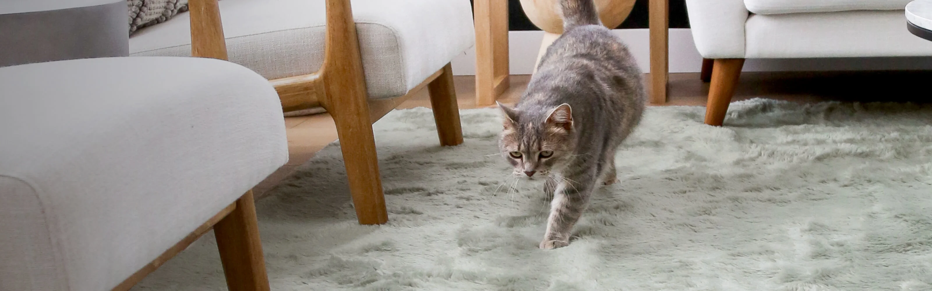 Cat Rugs: Buy A Cat Rug Or Cat Area Rug | Cat Proof Rugs By Ruggable