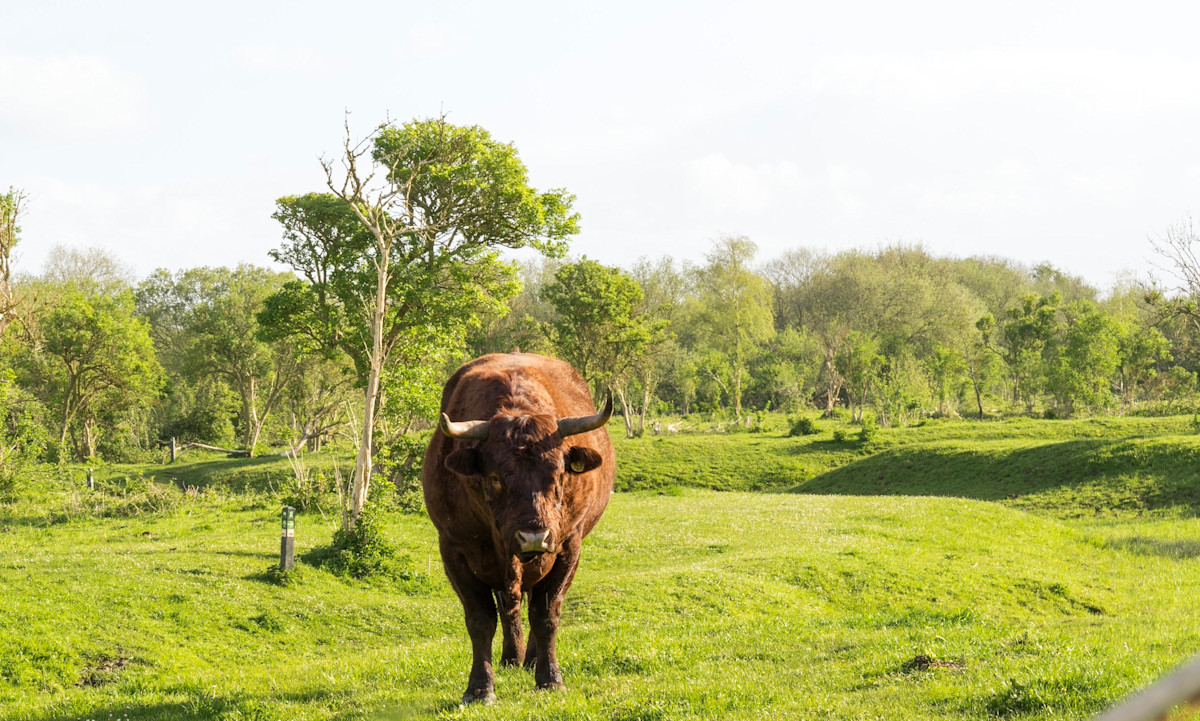 Wandelen Slikken van de Heen