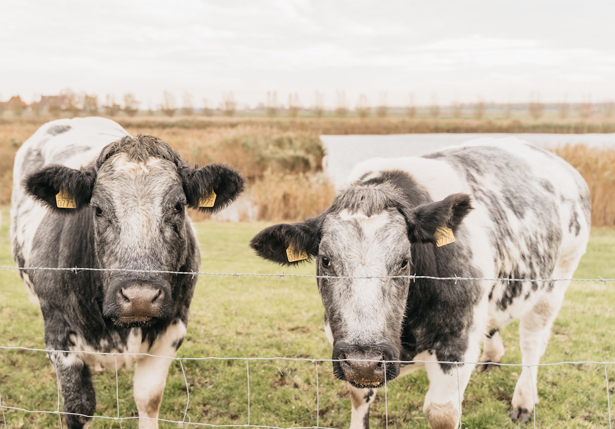 Natuur en dieren in Oostburg | allyourz