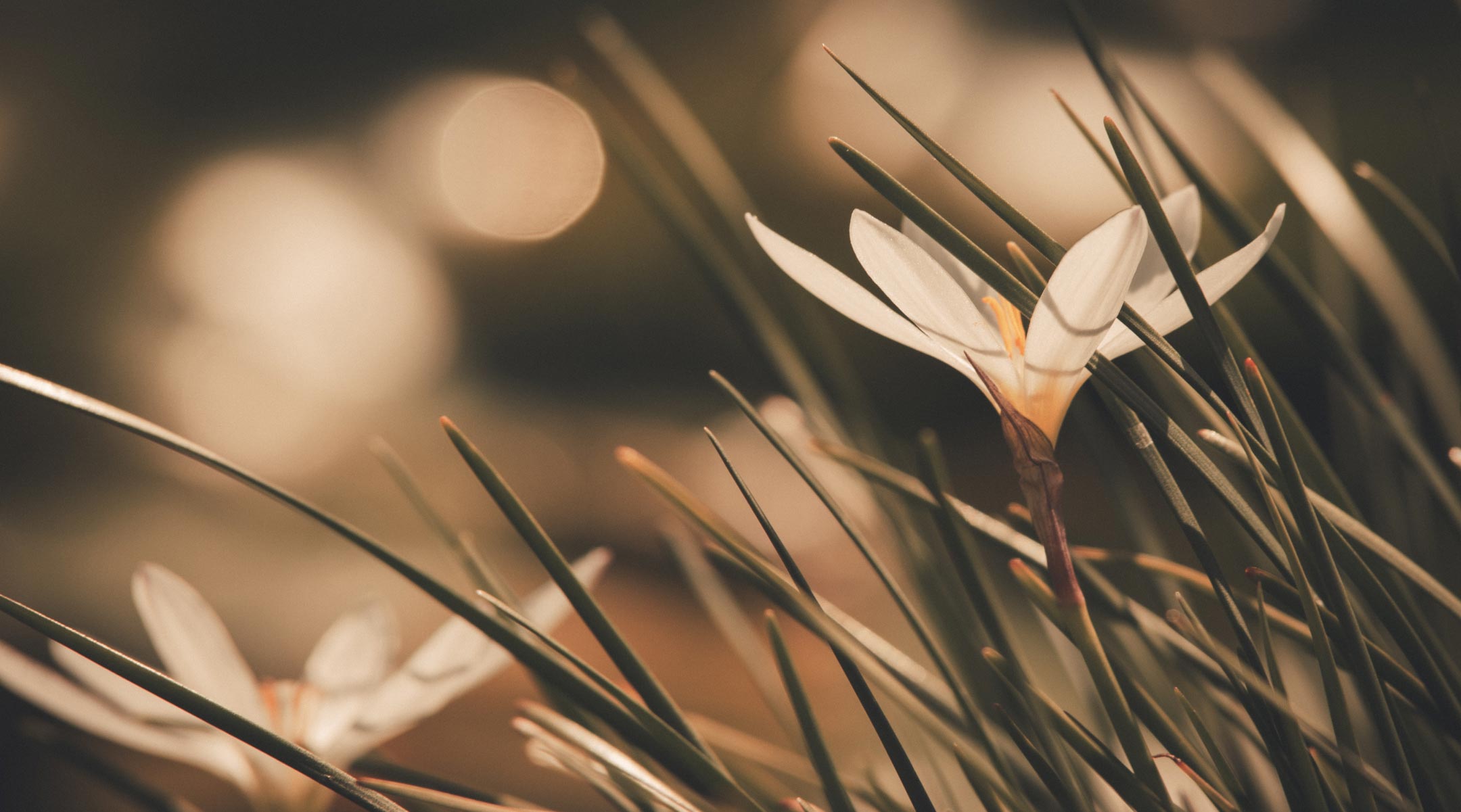 Combient Pure’s 2025 State of Value Chain Decarbonization survey results