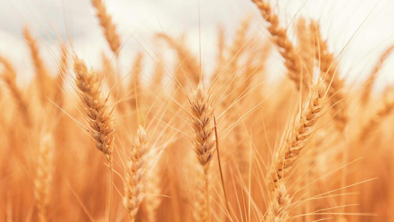 Food Contaminant Analysis By Eu Regulations Measurlabs