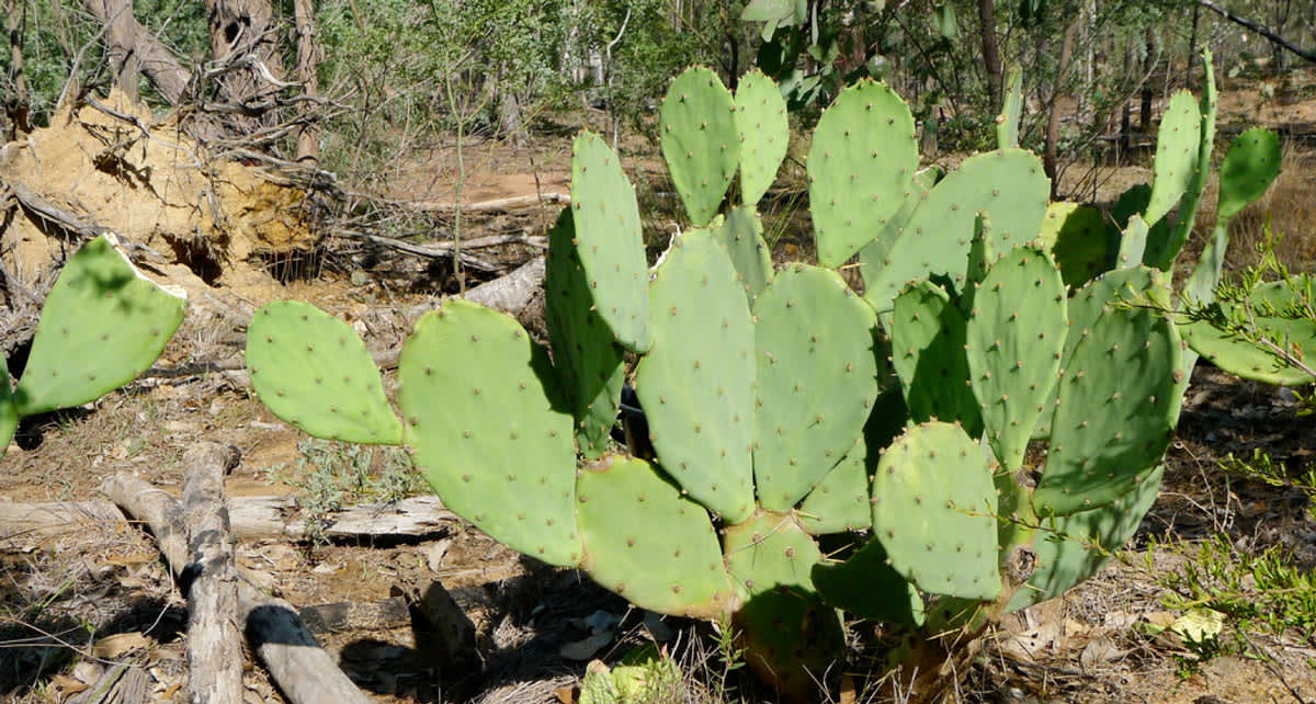Cactus Causes Prickly Problem | The Griffith Phoenix - Griffith Region ...