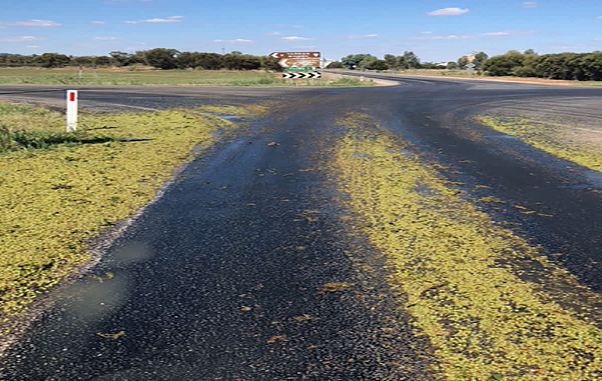 Stay Safe On Roads During Grape Harvest | The Griffith Phoenix ...