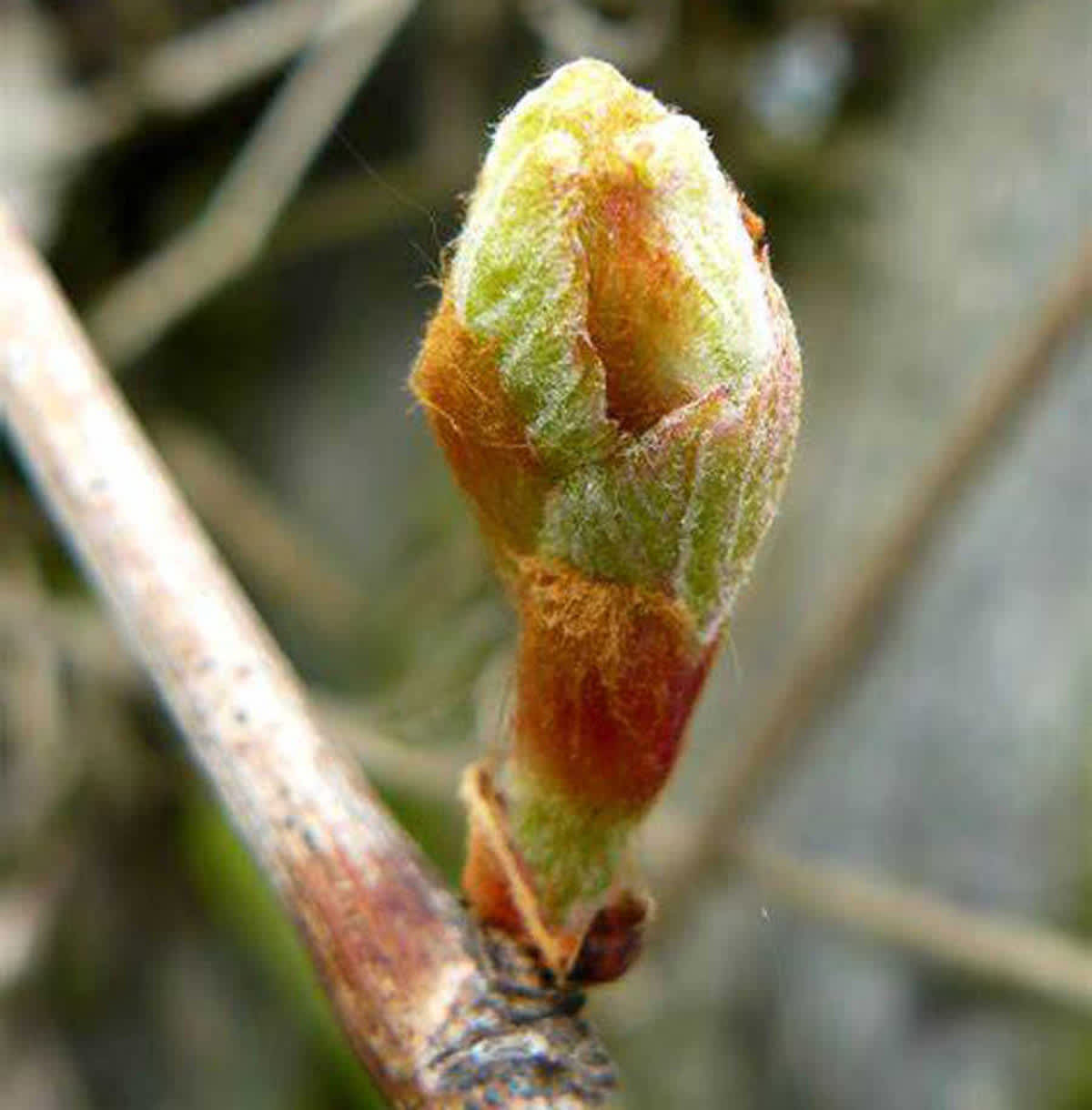 Spring Vine Health Days | The Griffith Phoenix - Griffith Region News ...