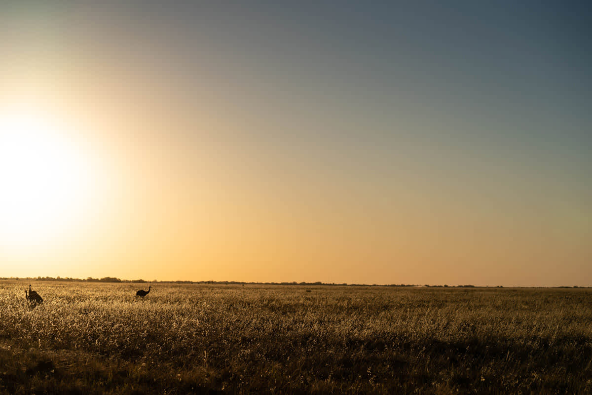 Drought Resilience Planning For The Western Riverina | The Griffith ...