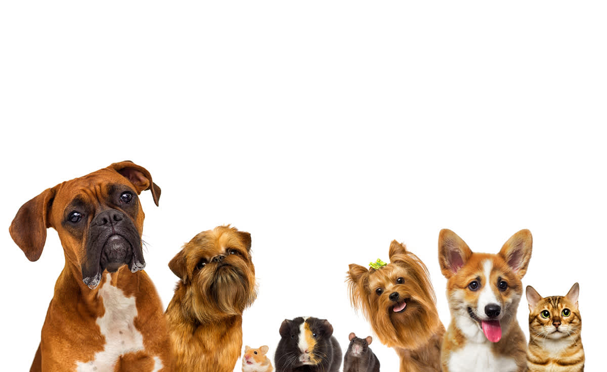 Griffith Healthy Pet Day | The Griffith Phoenix - Griffith Region News ...