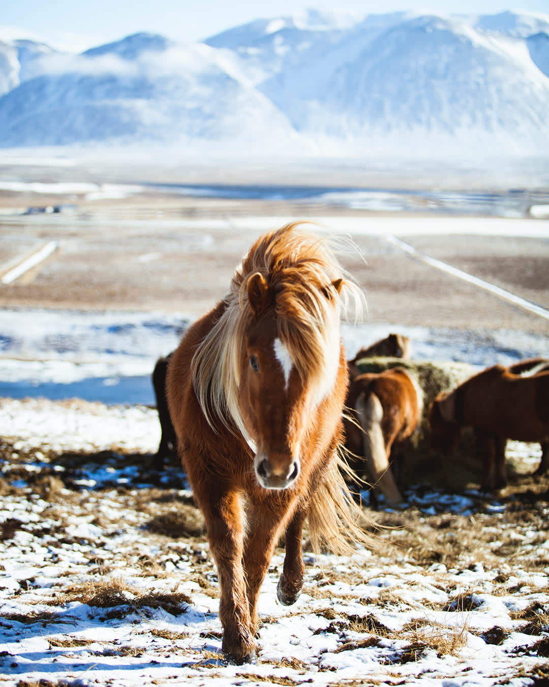 Your Guide to the Icelandic Horse