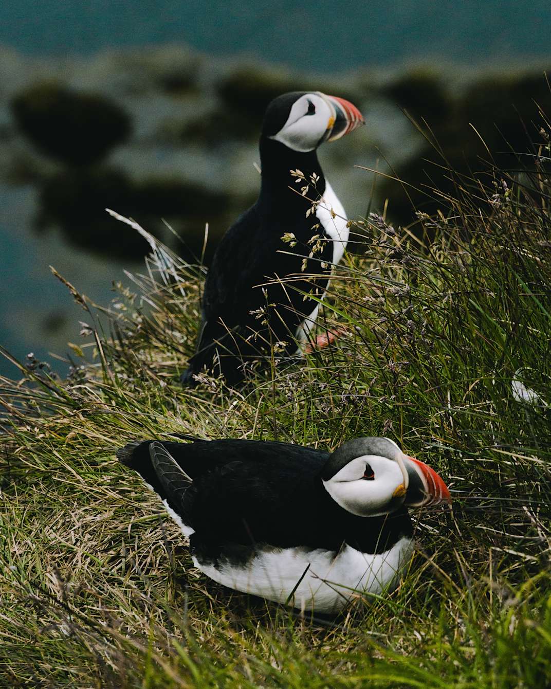 Puffins in Iceland - your guide I Reykjavik Excursions
