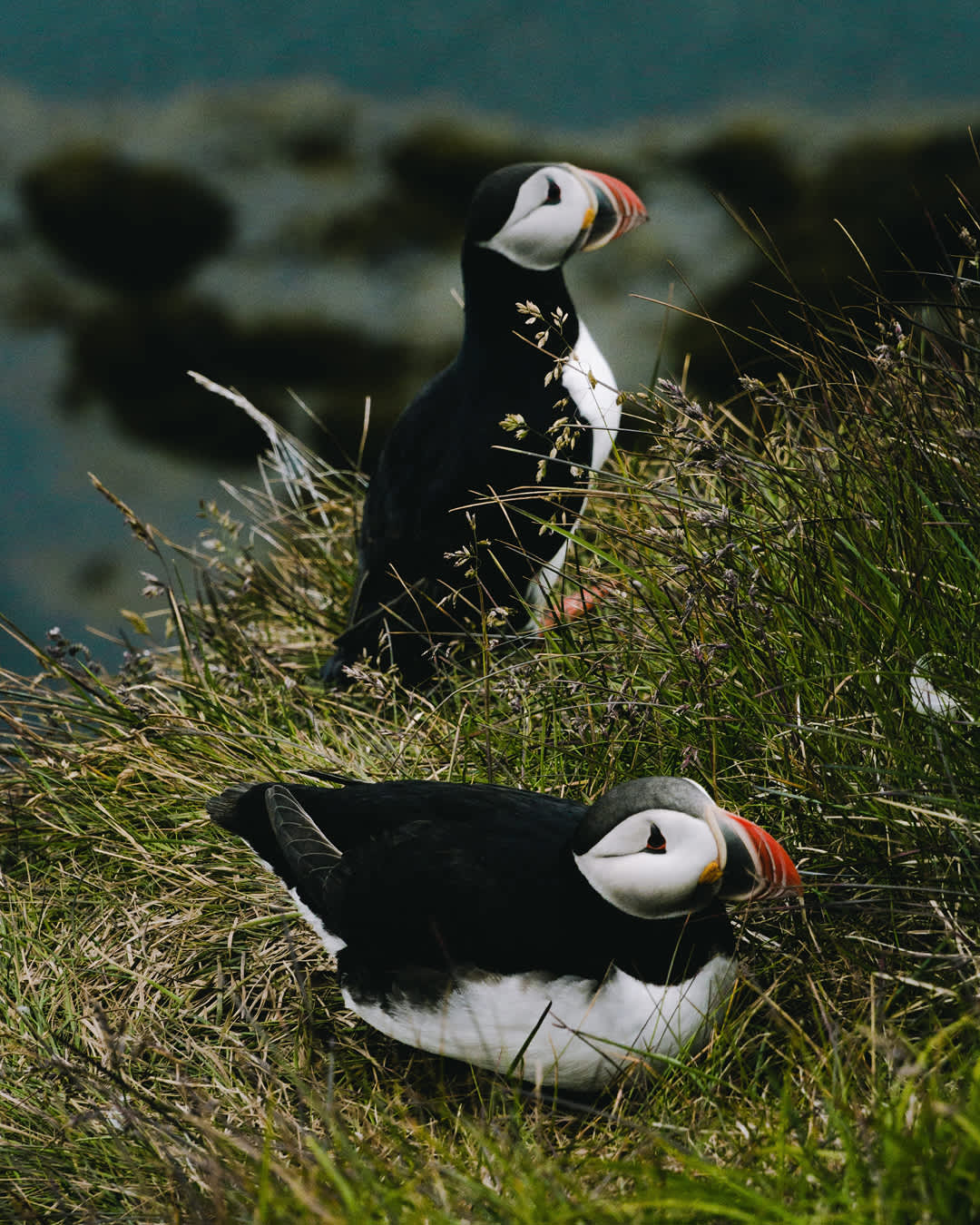 Puffins in Iceland - your guide I Reykjavik Excursions