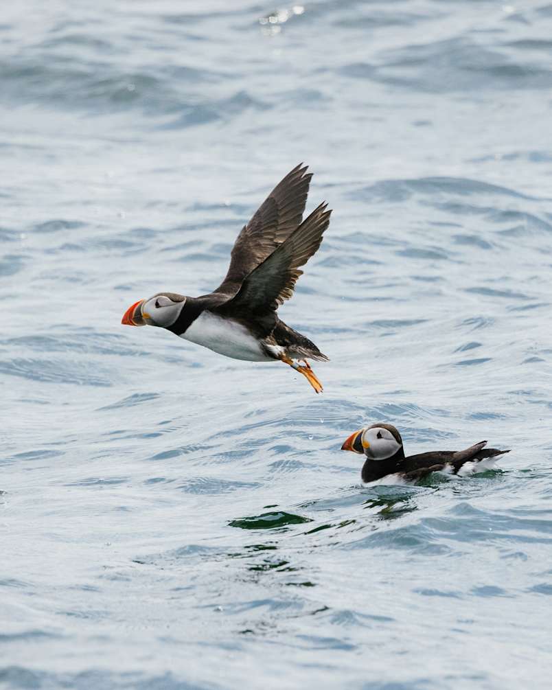 Puffins in Iceland - your guide I Reykjavik Excursions