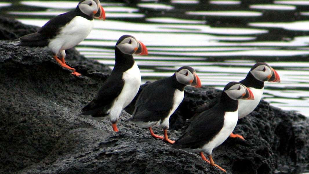 Puffins in Iceland - your guide I Reykjavik Excursions
