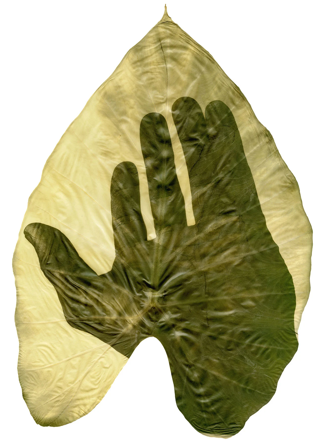 WePresent | Almudena Romero’s plant-based photography performances