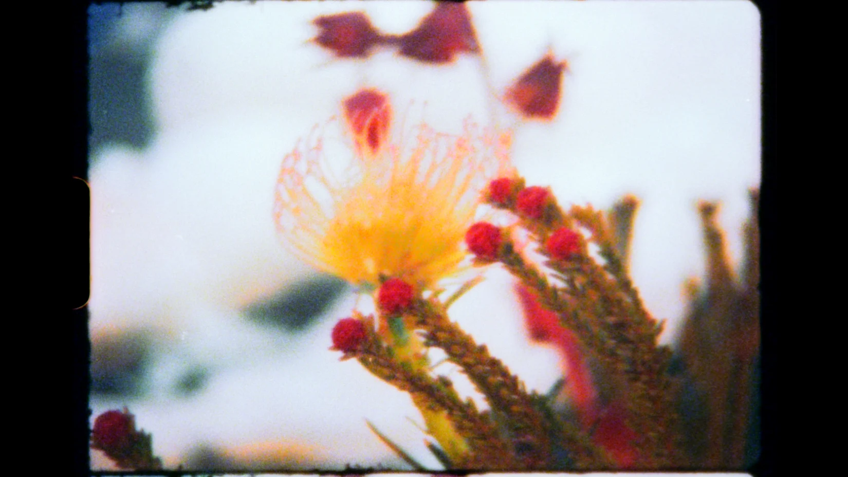 WePresent | When Björk met Jesse Kanda in Iceland’s natural beauty