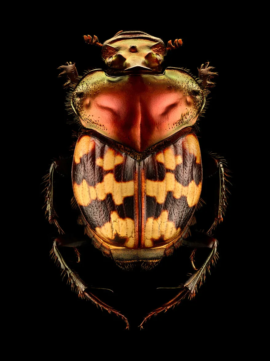 WePresent | Why Levon Biss photographs insects up close