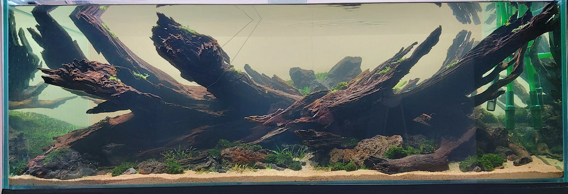WePresent | Inside the International Aquatic Plants Layout Contest