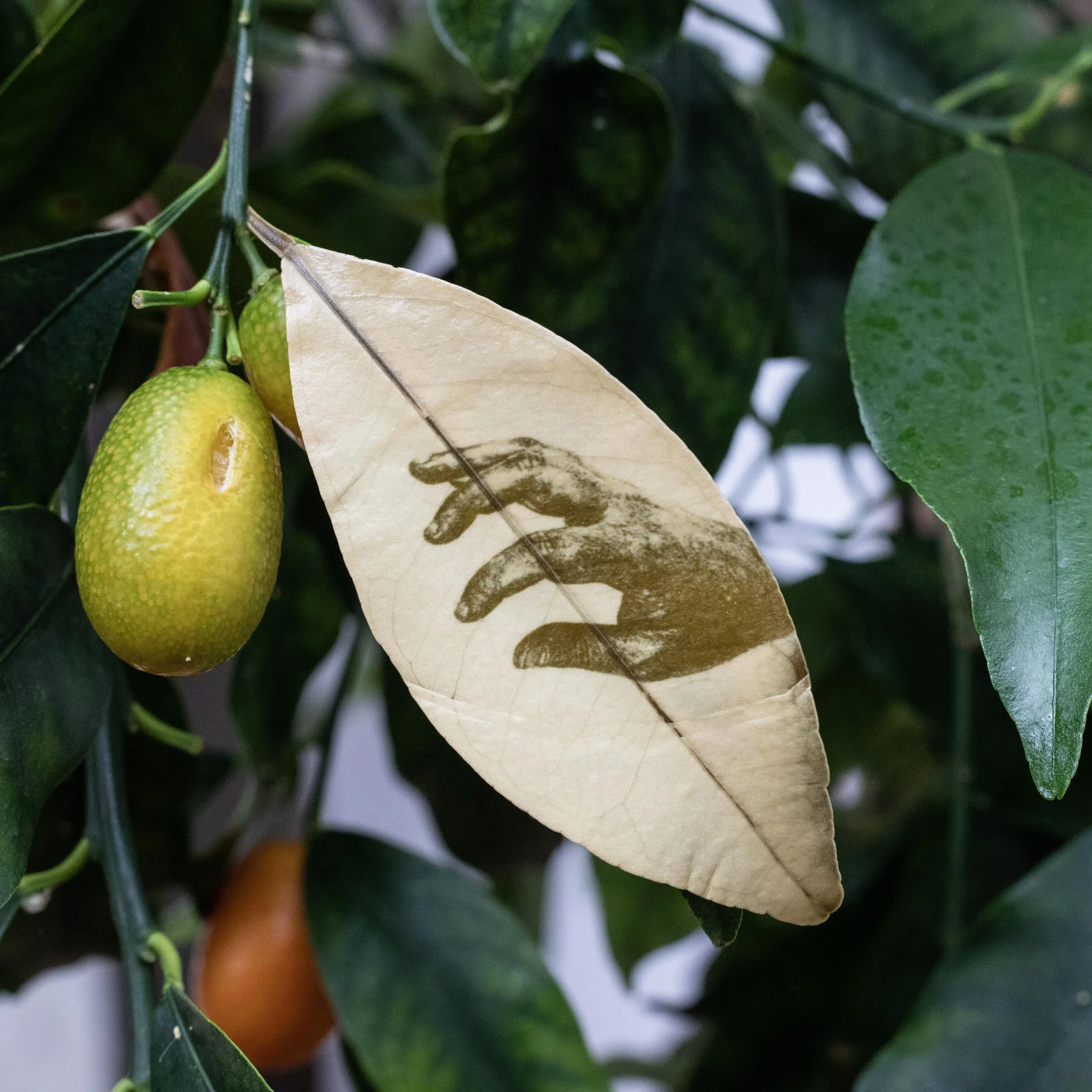 WePresent | Almudena Romero’s plant-based photography performances