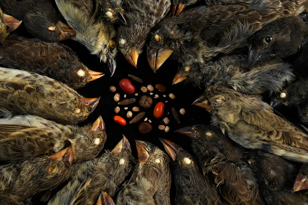 WePresent | Thomas Peschak on photographing the Galápagos Islands