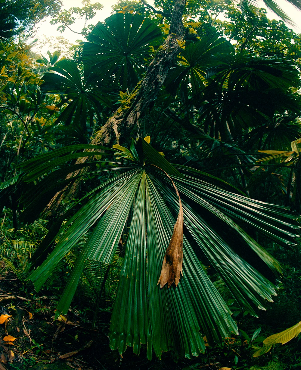 WePresent | Sasha Samsonova’s photoshoot on a Hawaiian island