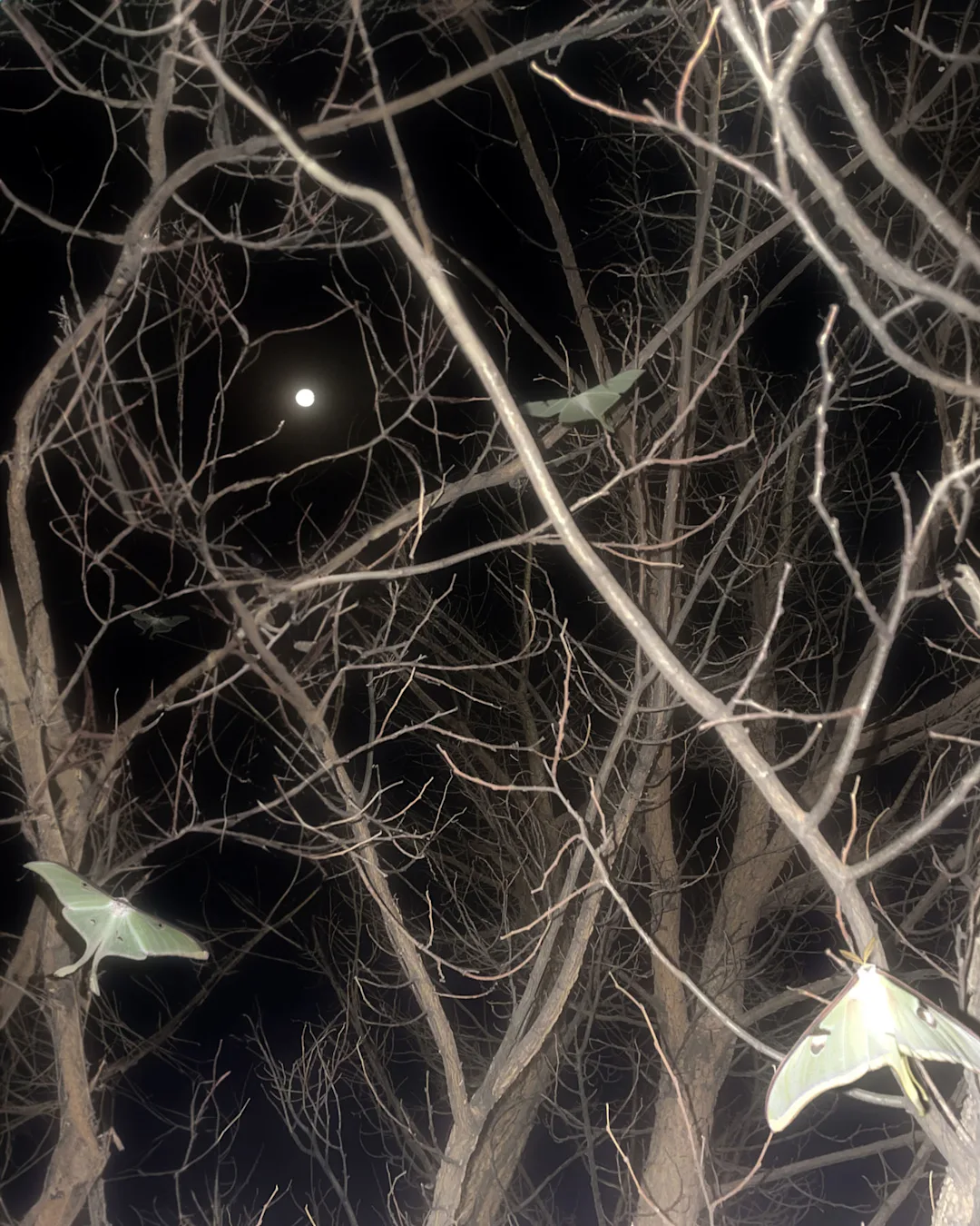 WePresent | How Female Pentimento creates their celestial images