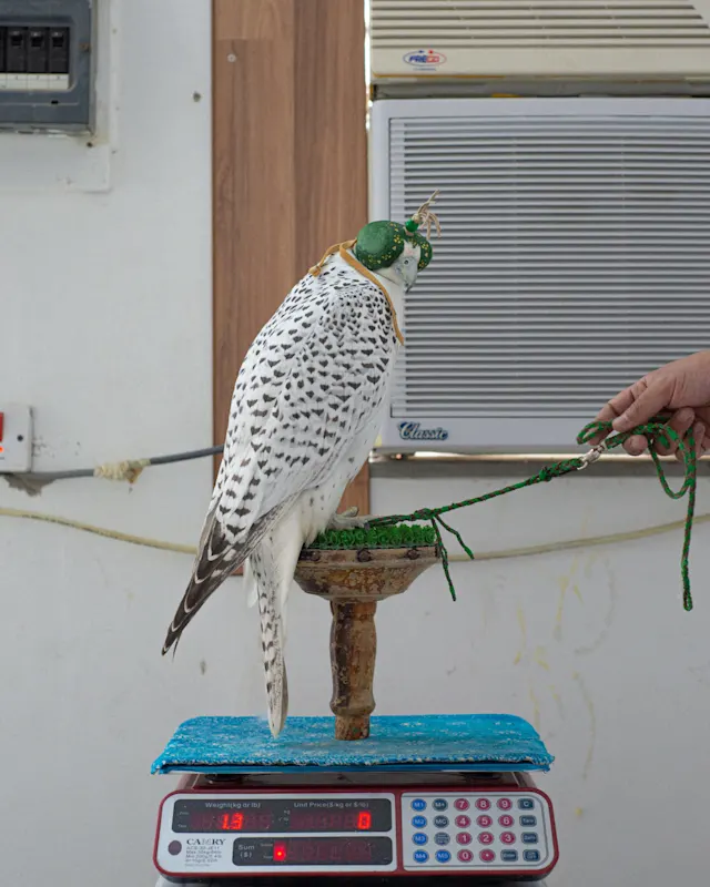 WePresent | Photographer Ali Al Shehabi returns home to Bahrain