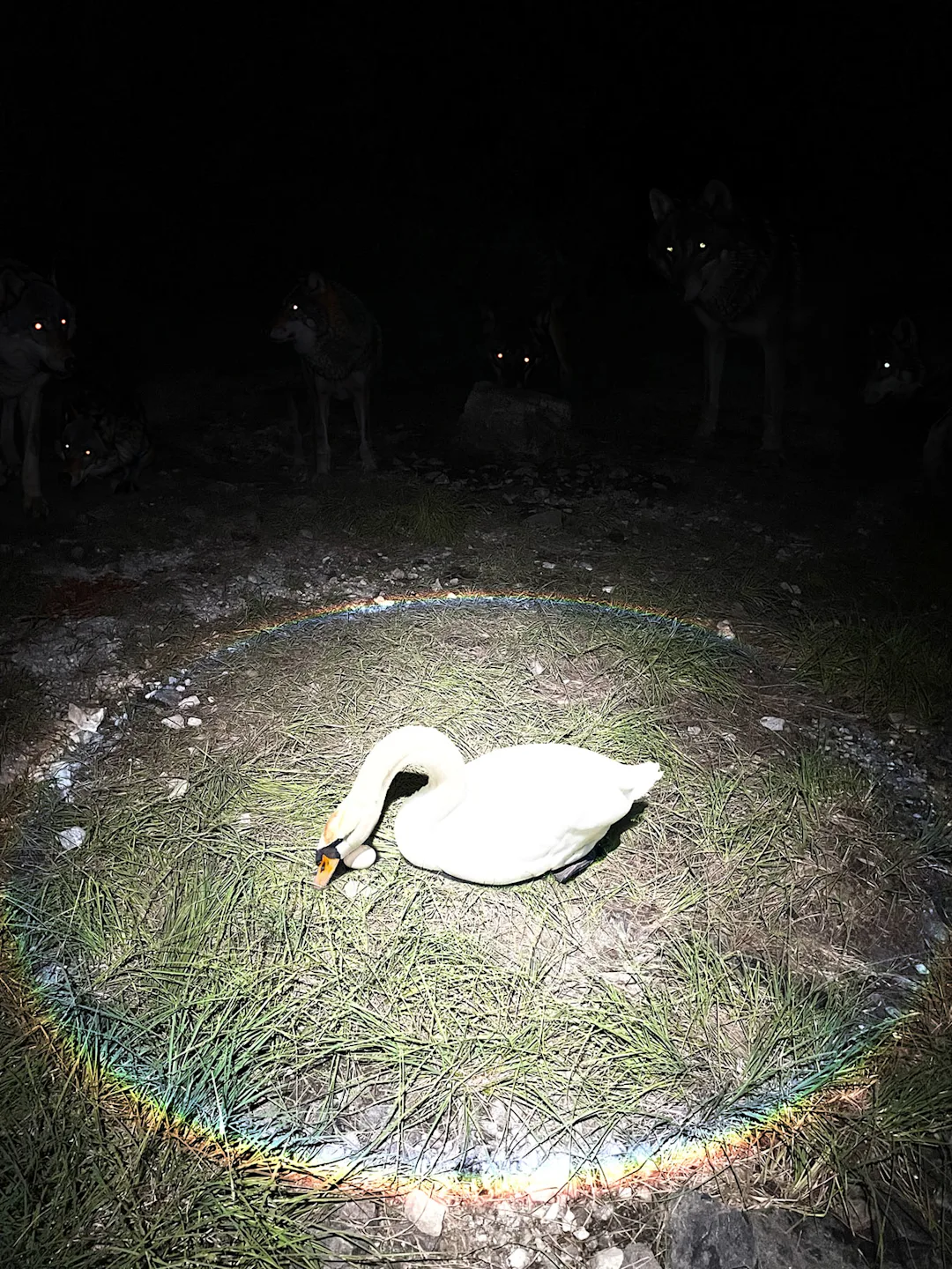 WePresent | How Female Pentimento creates their celestial images