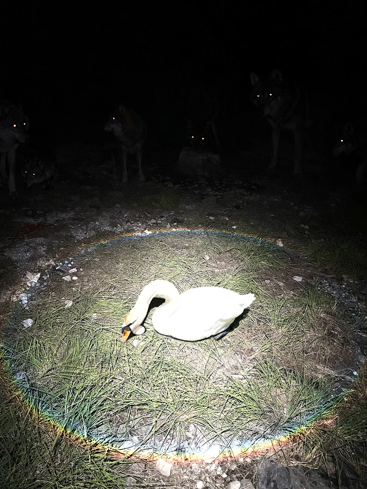 WePresent | How Female Pentimento creates their celestial images