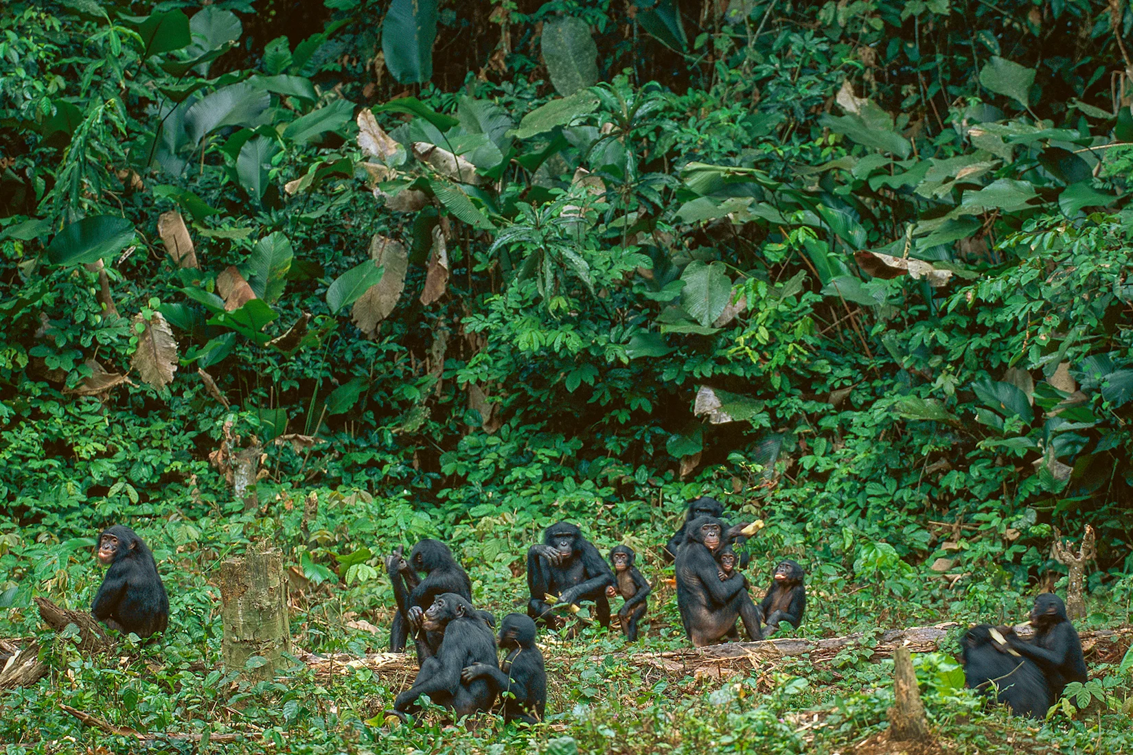 WePresent | Frans Lanting on the urgency of conservation