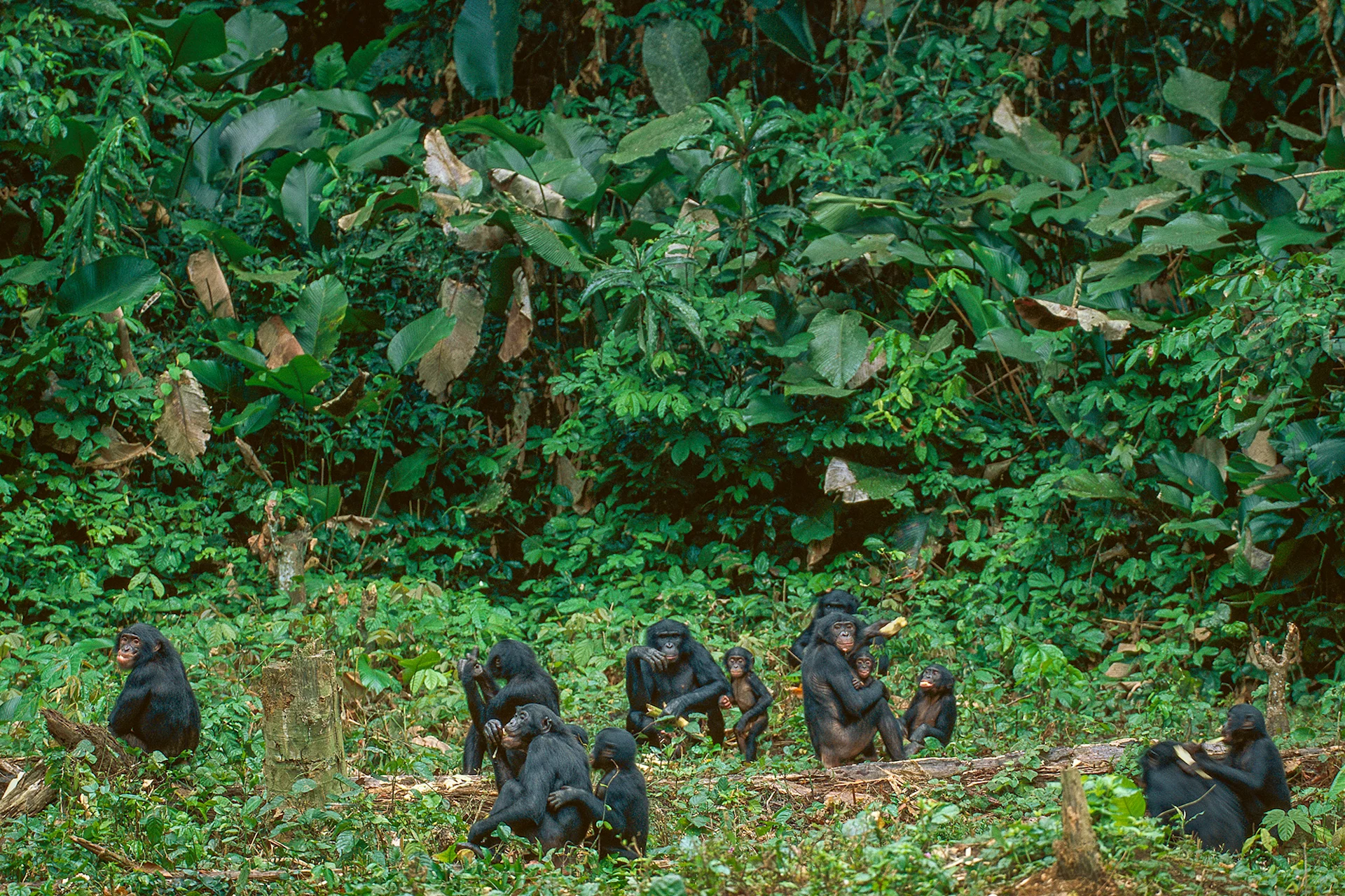 WePresent | Frans Lanting on the urgency of conservation