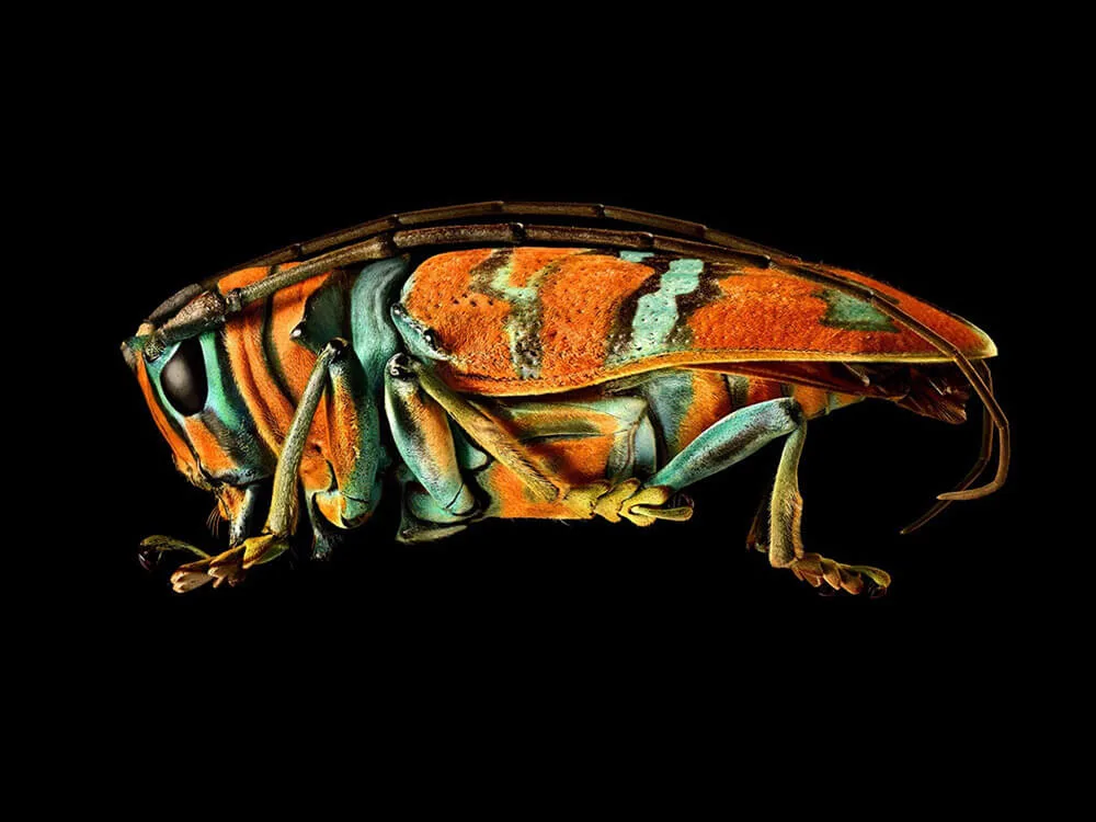 WePresent | Levon Biss