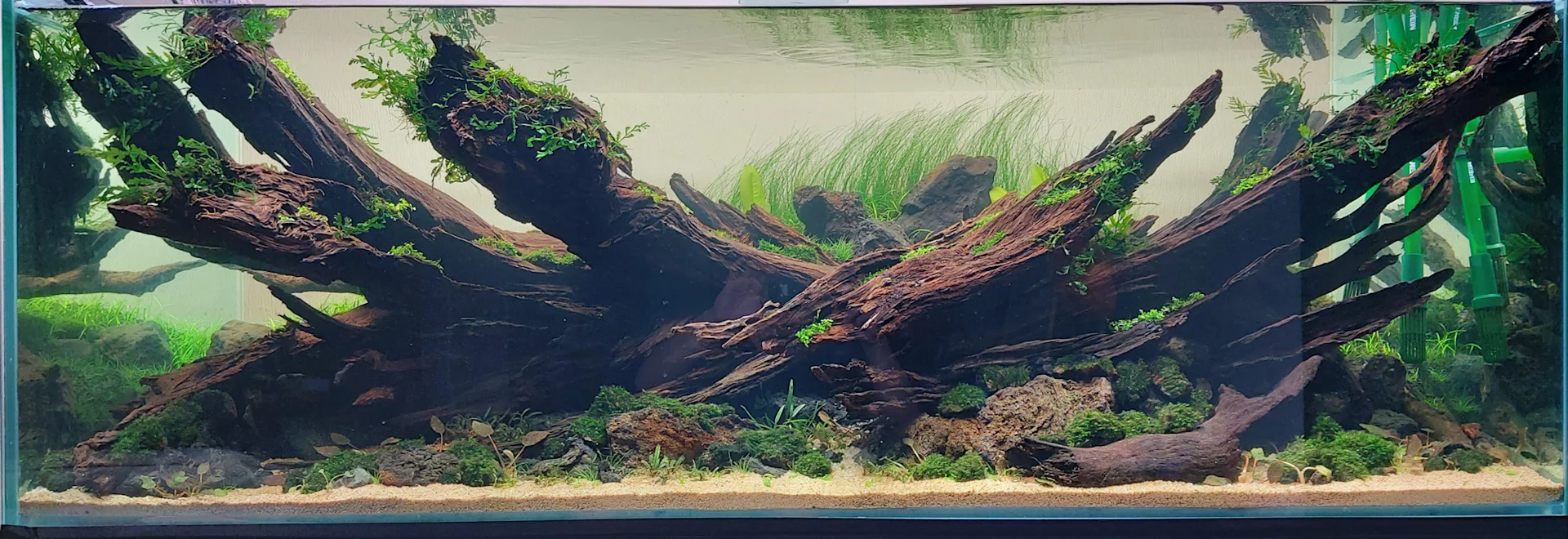 WePresent | Inside the International Aquatic Plants Layout Contest