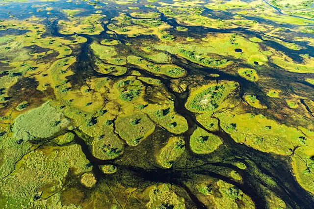 WePresent | Frans Lanting on the urgency of conservation