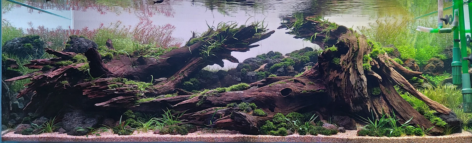 WePresent | Inside the International Aquatic Plants Layout Contest