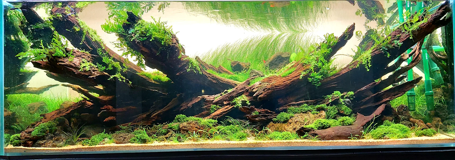 WePresent | Inside the International Aquatic Plants Layout Contest