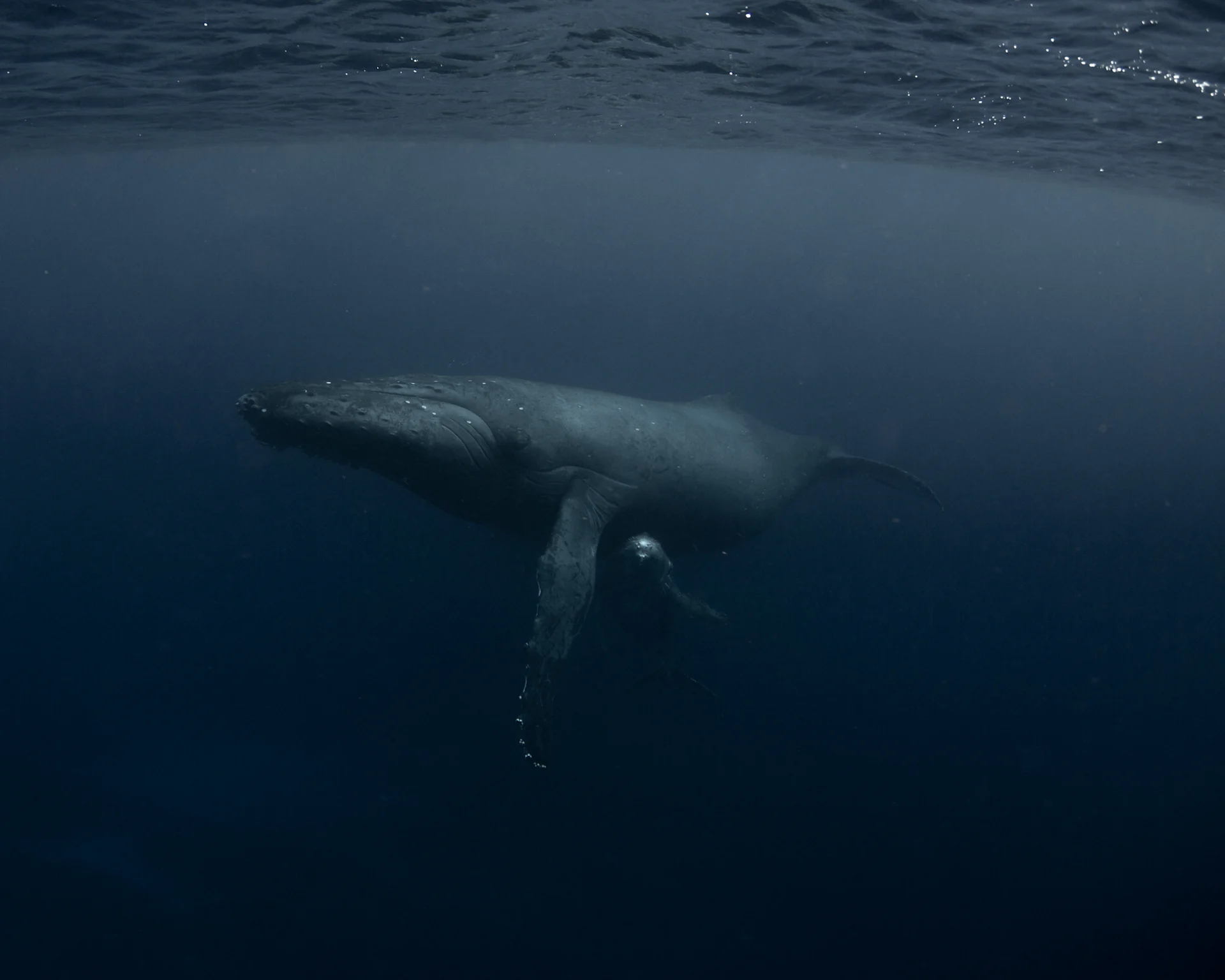 WePresent | Michaela Skovranova photographs baby humpbacks’ scars