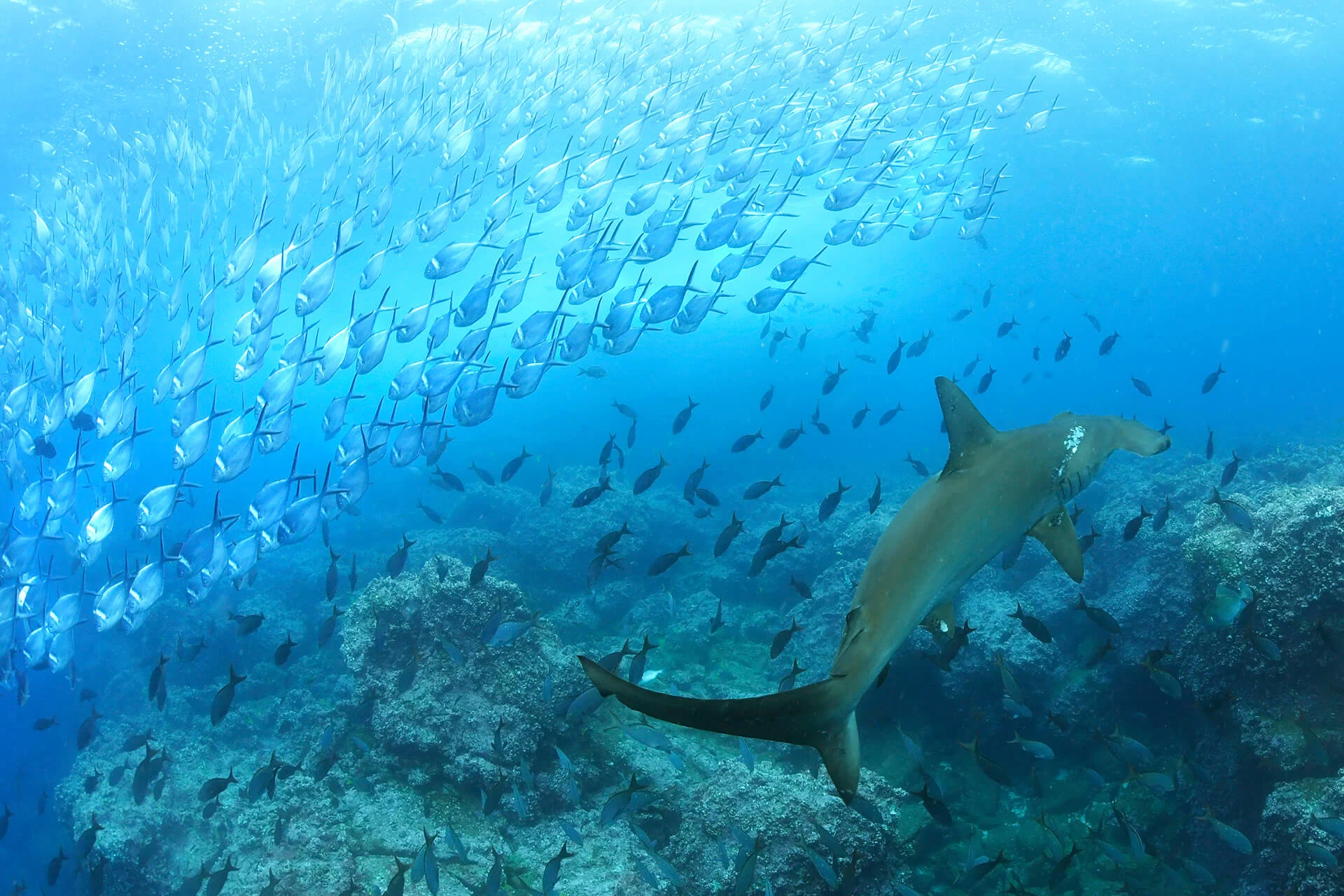 WePresent | Thomas Peschak on photographing the Galápagos Islands