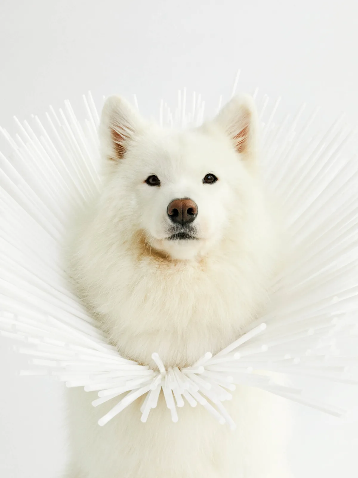 WePresent | Why Winnie Au is looking for the most beautiful dogs
