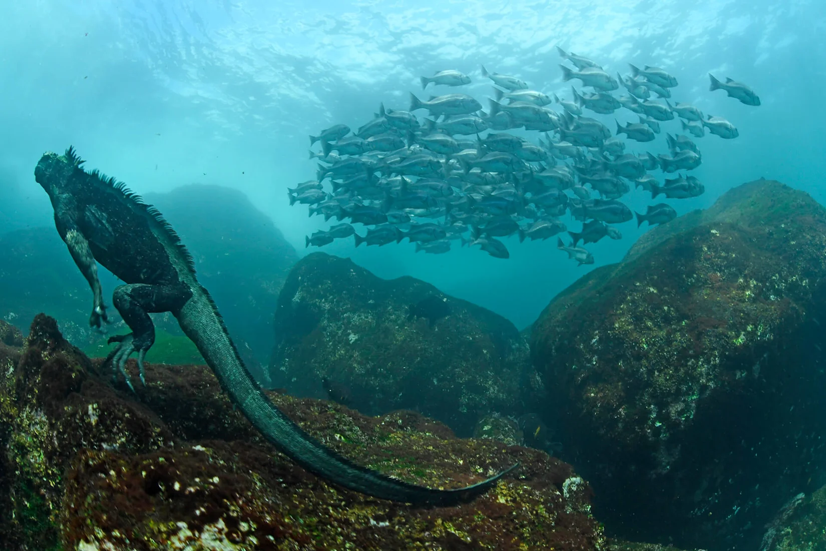 WePresent | Thomas Peschak on photographing the Galápagos Islands