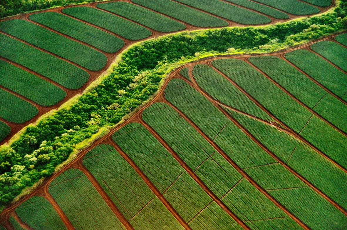 WePresent | Frans Lanting on the urgency of conservation