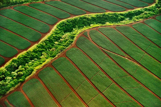 WePresent | Frans Lanting on the urgency of conservation