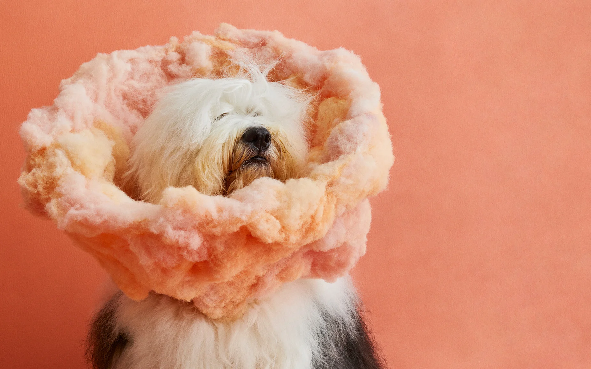WePresent | Why Winnie Au is looking for the most beautiful dogs