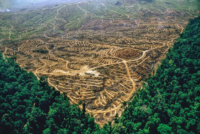 WePresent | Frans Lanting on the urgency of conservation