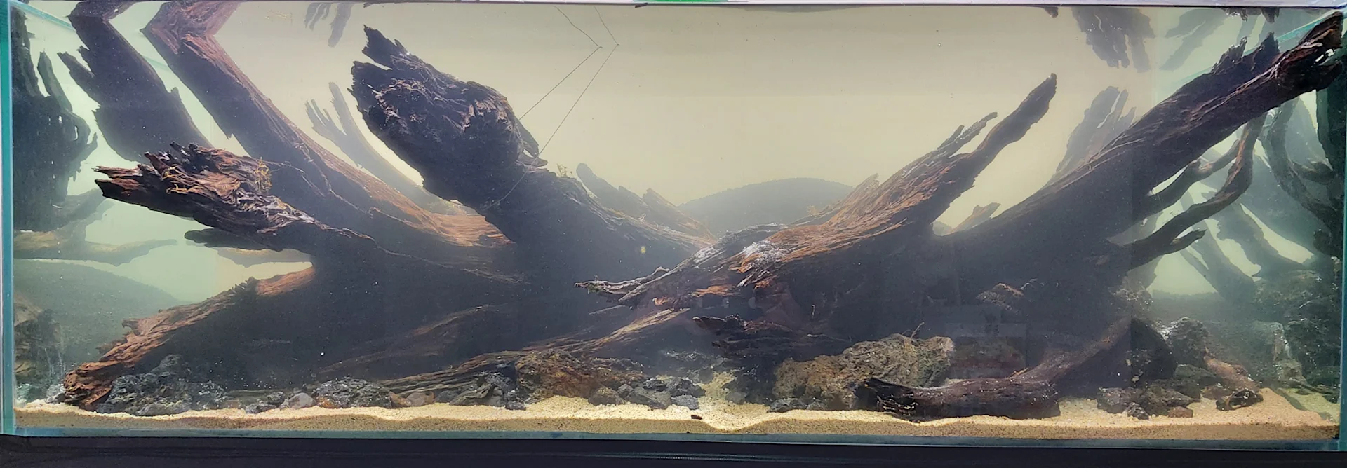 WePresent | Inside the International Aquatic Plants Layout Contest