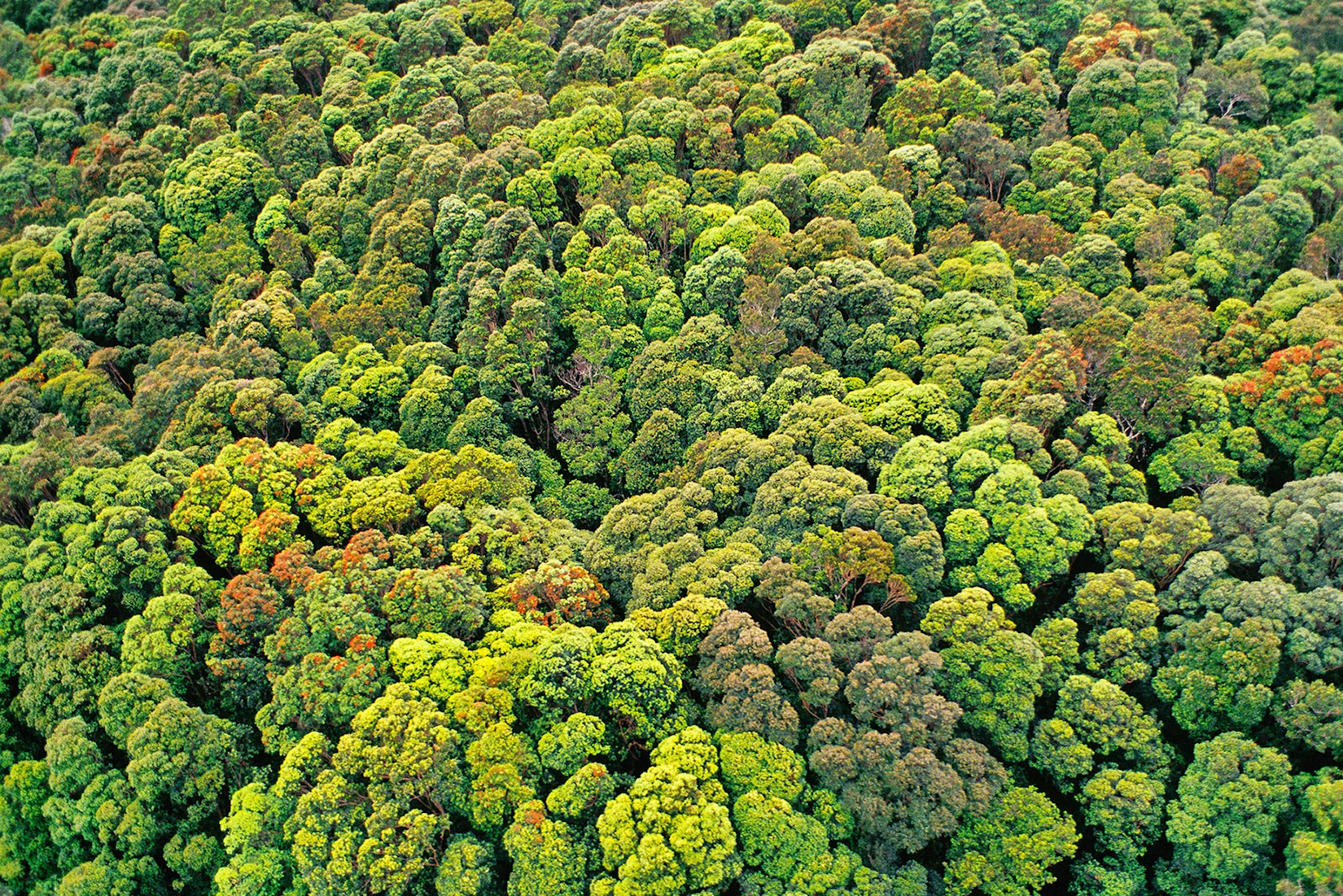 WePresent | Frans Lanting on the urgency of conservation